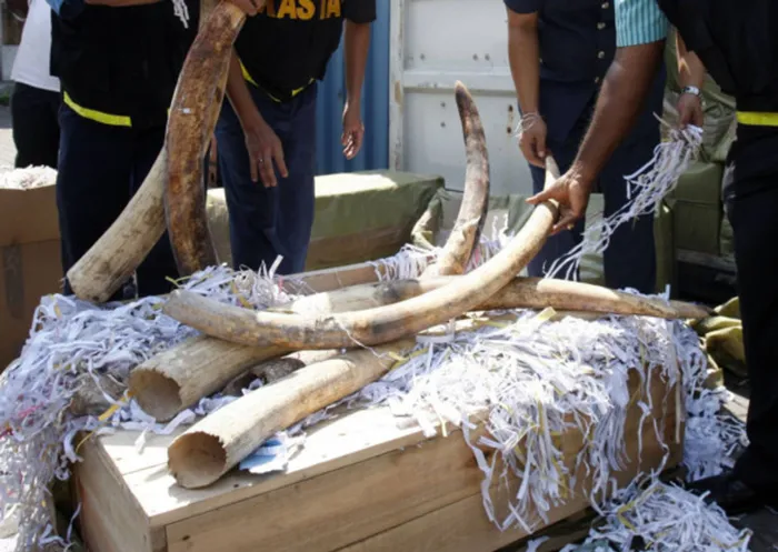 Two held for alleged ivory theft