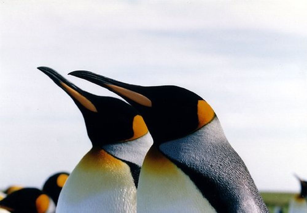 Tourists contemplate Falklands War