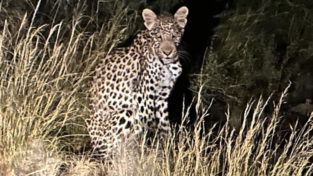 ‘We are lucky to be alive’: Couple fights off leopard at camp site