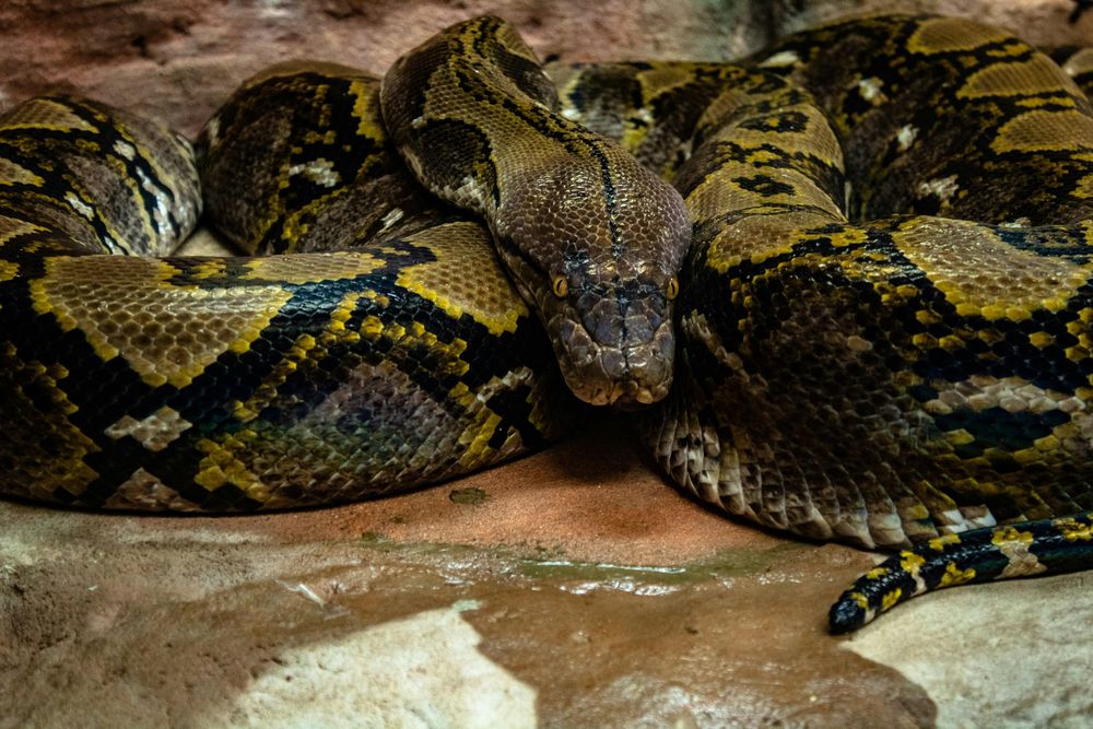 WATCH: Mom's viral video of a 2.5-metre python sunbathing on her roof