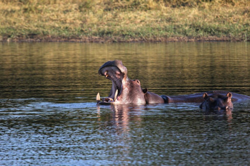 Zim conservationists 'hunt' hippo