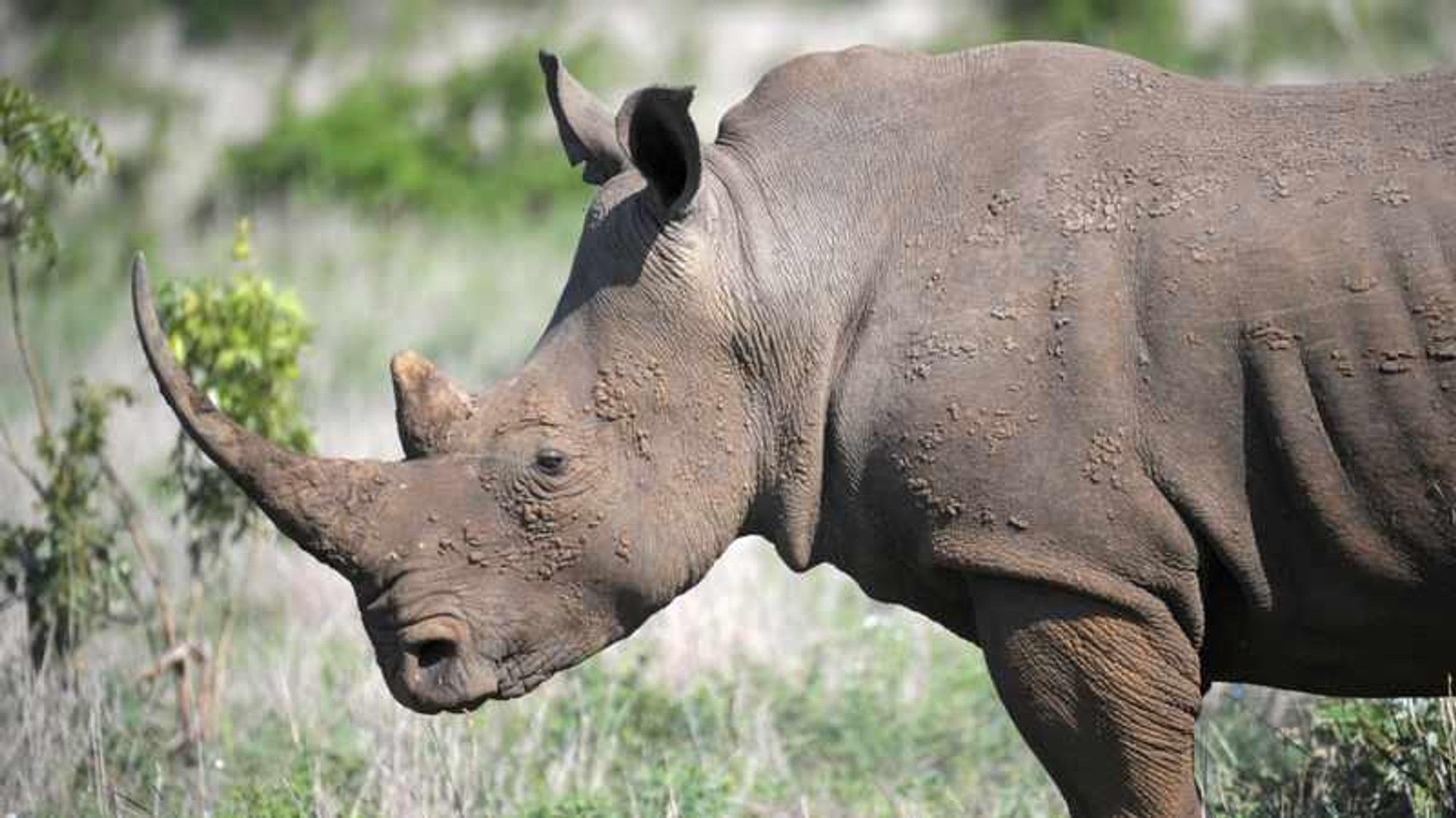 WATCH: Visitor details angry white rhino chase in Kruger