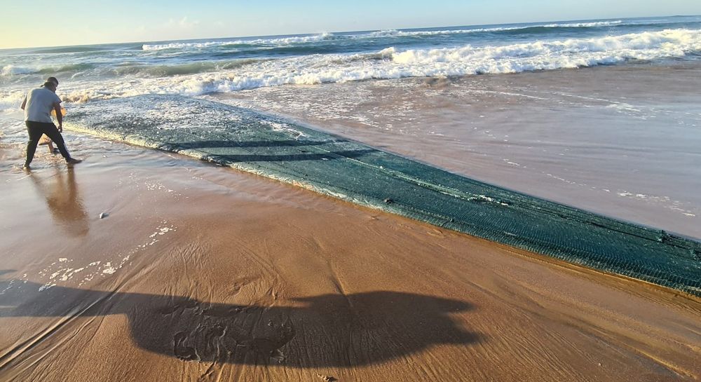 Sardine run in full swing along KZN coastline