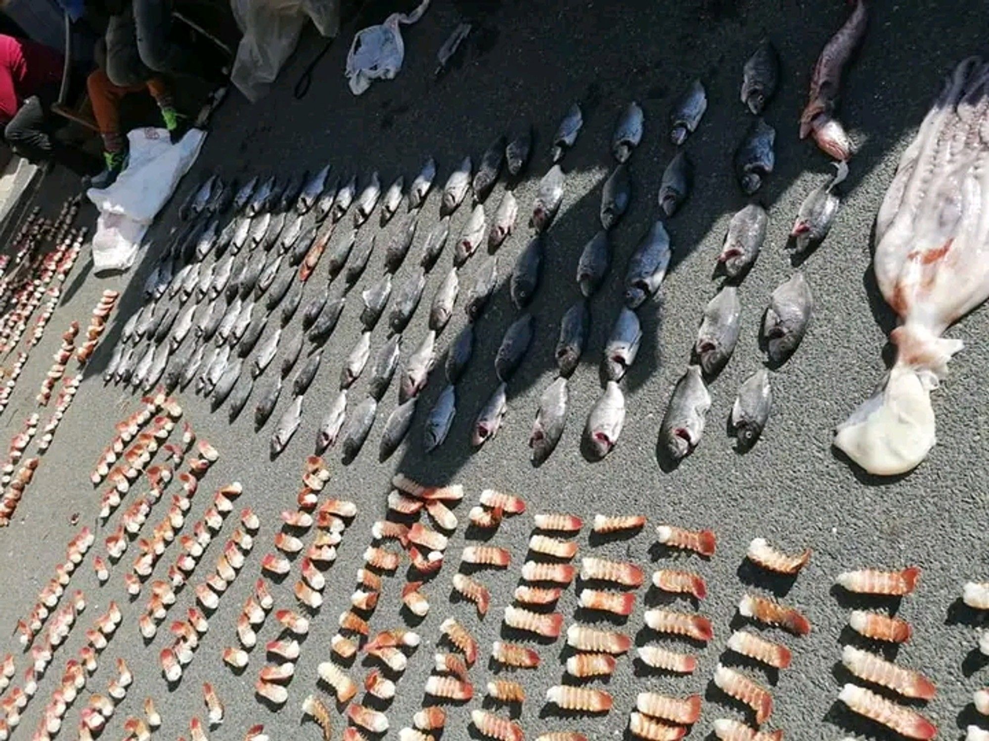 City and SANParks arrest six poachers for possessing illegal rock ...