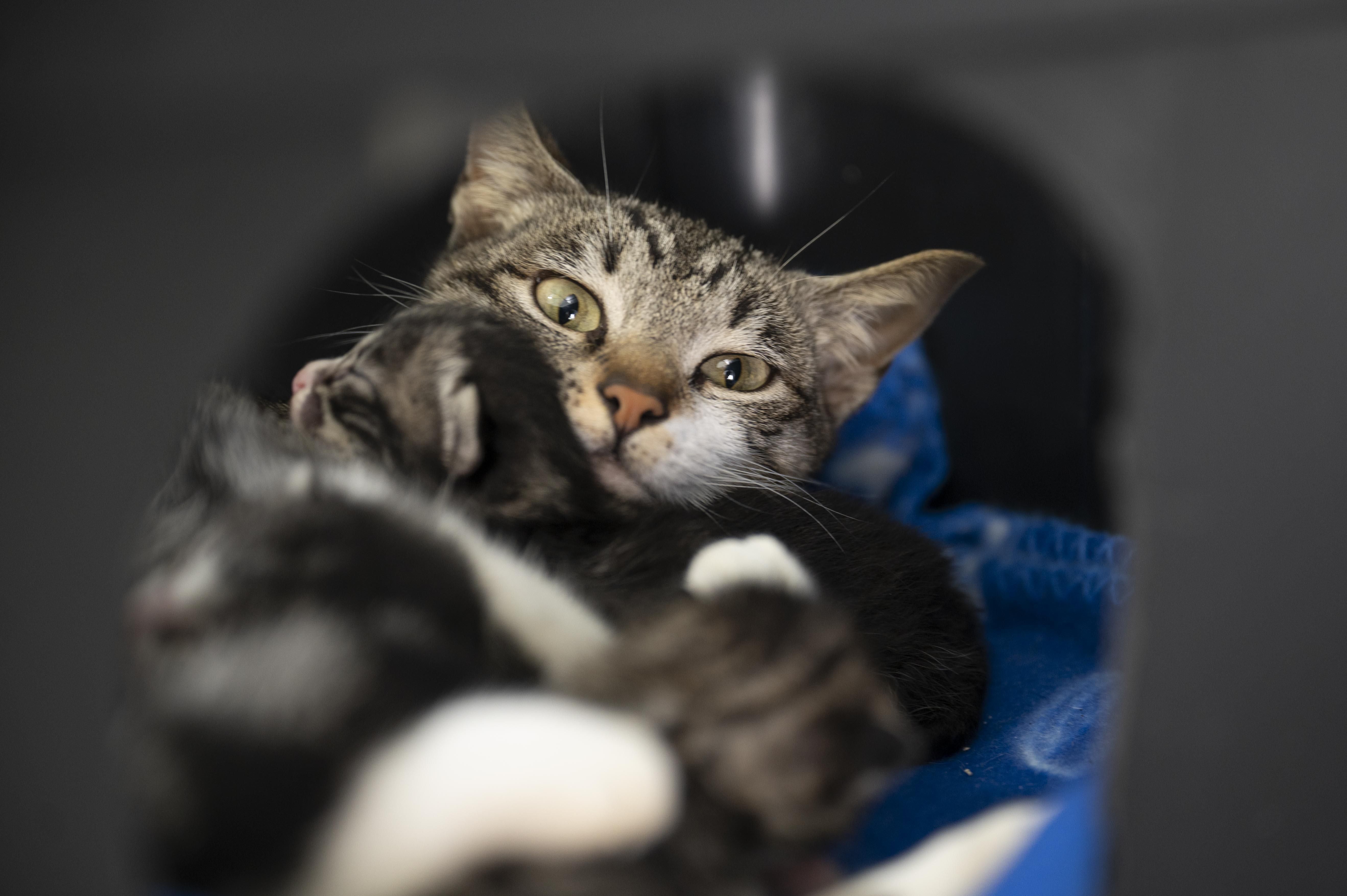 Cape Town SPCA warns of 'unprecedented' pet overpopulation crisis ...