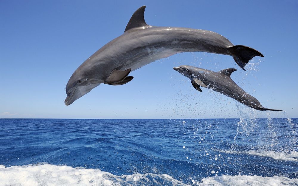Thomas Cook halts dolphin tours amid cruelty