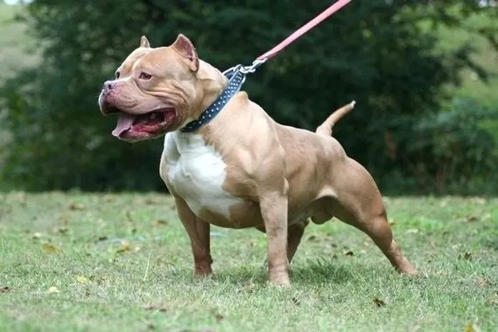 Pit bulls are being surrendered or killed by community members across ...