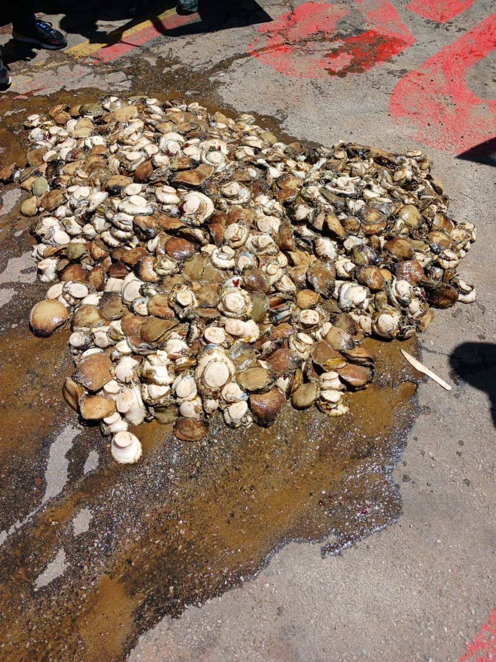 PICS: Nine people arrested in Jeffrey’s Bay with R240,000 worth of abalone