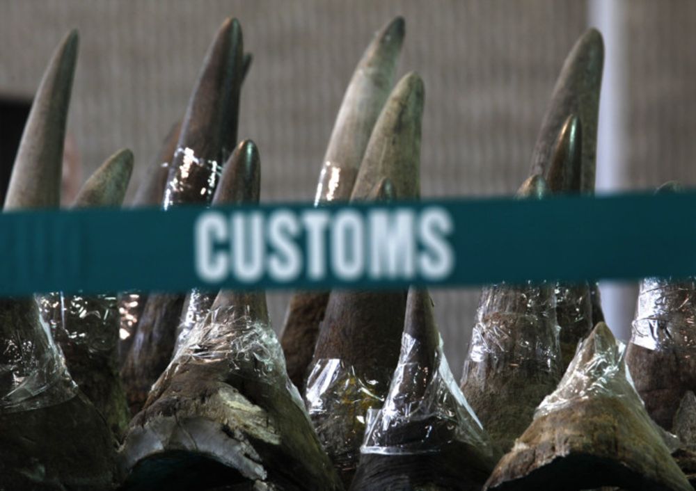 Vatican to raise ivory trade awareness
