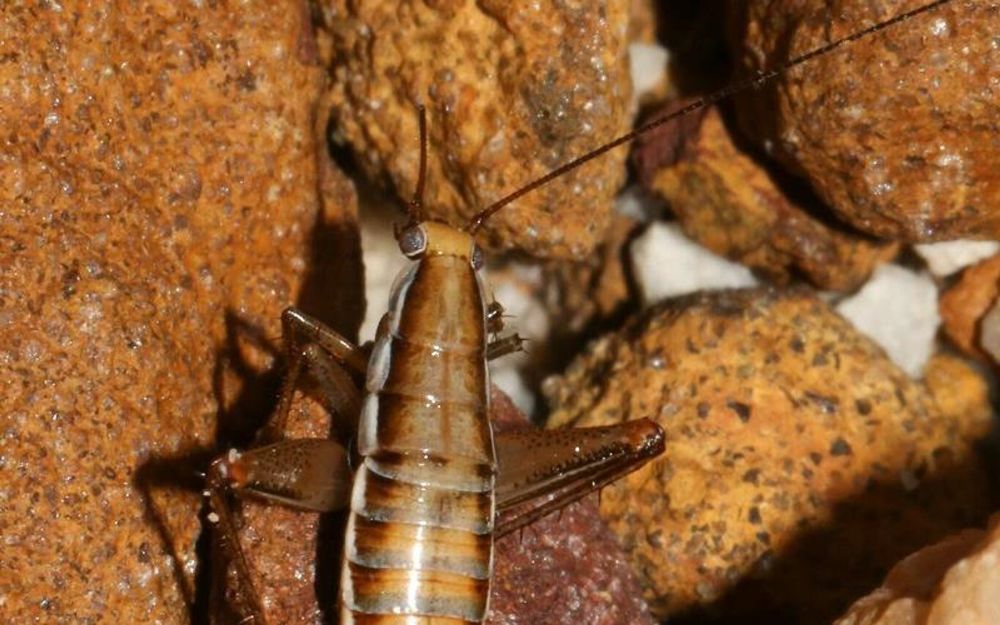 World Wildlife Day celebrated with discovery of small jumping cockroach ...