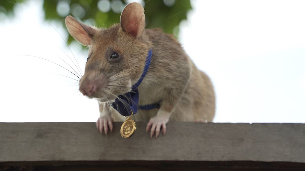 Ronin the rat's explosive career: how a whisker-wielding hero made ...