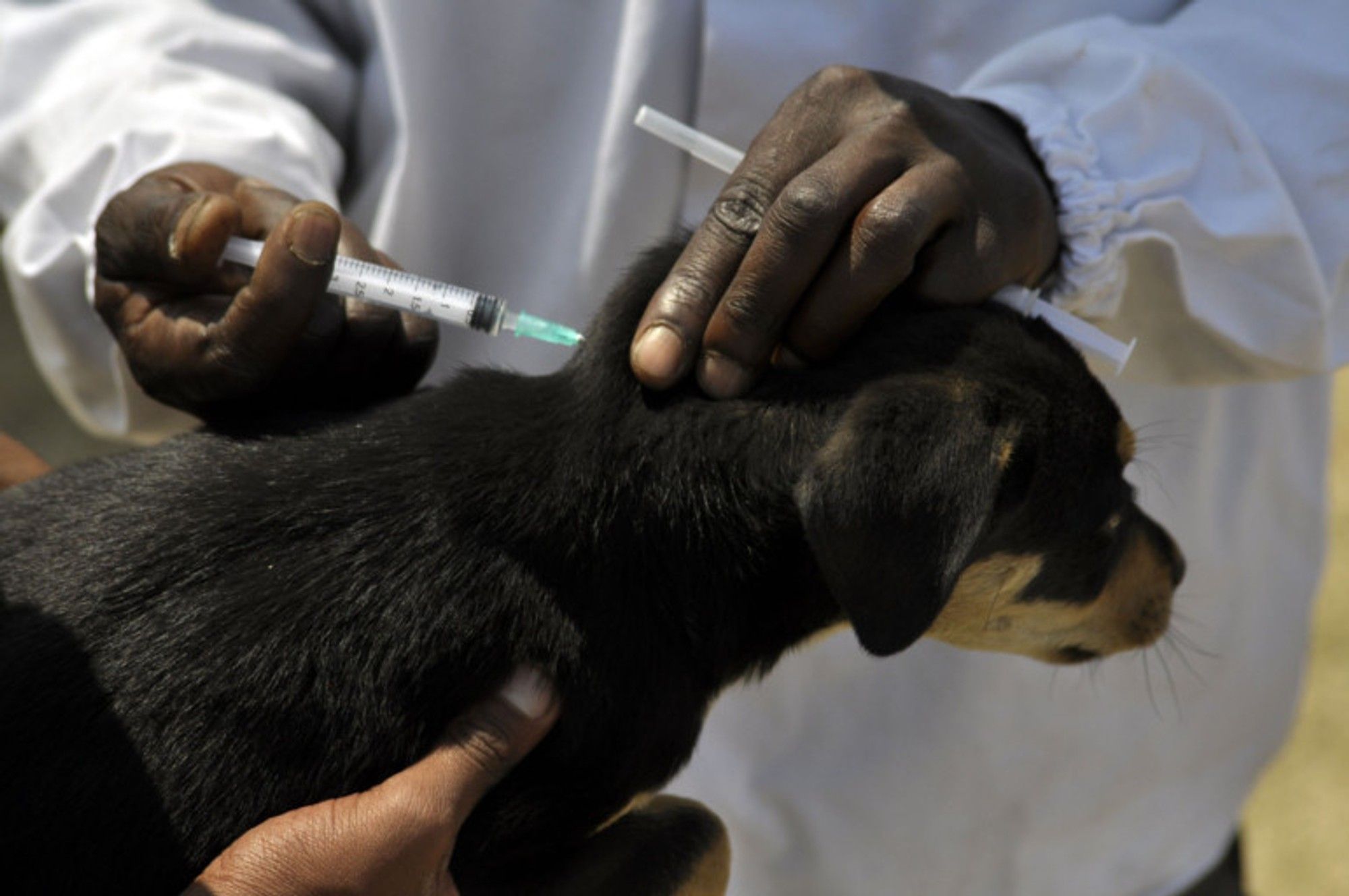 Killer disease rabies being neglected in Africa
