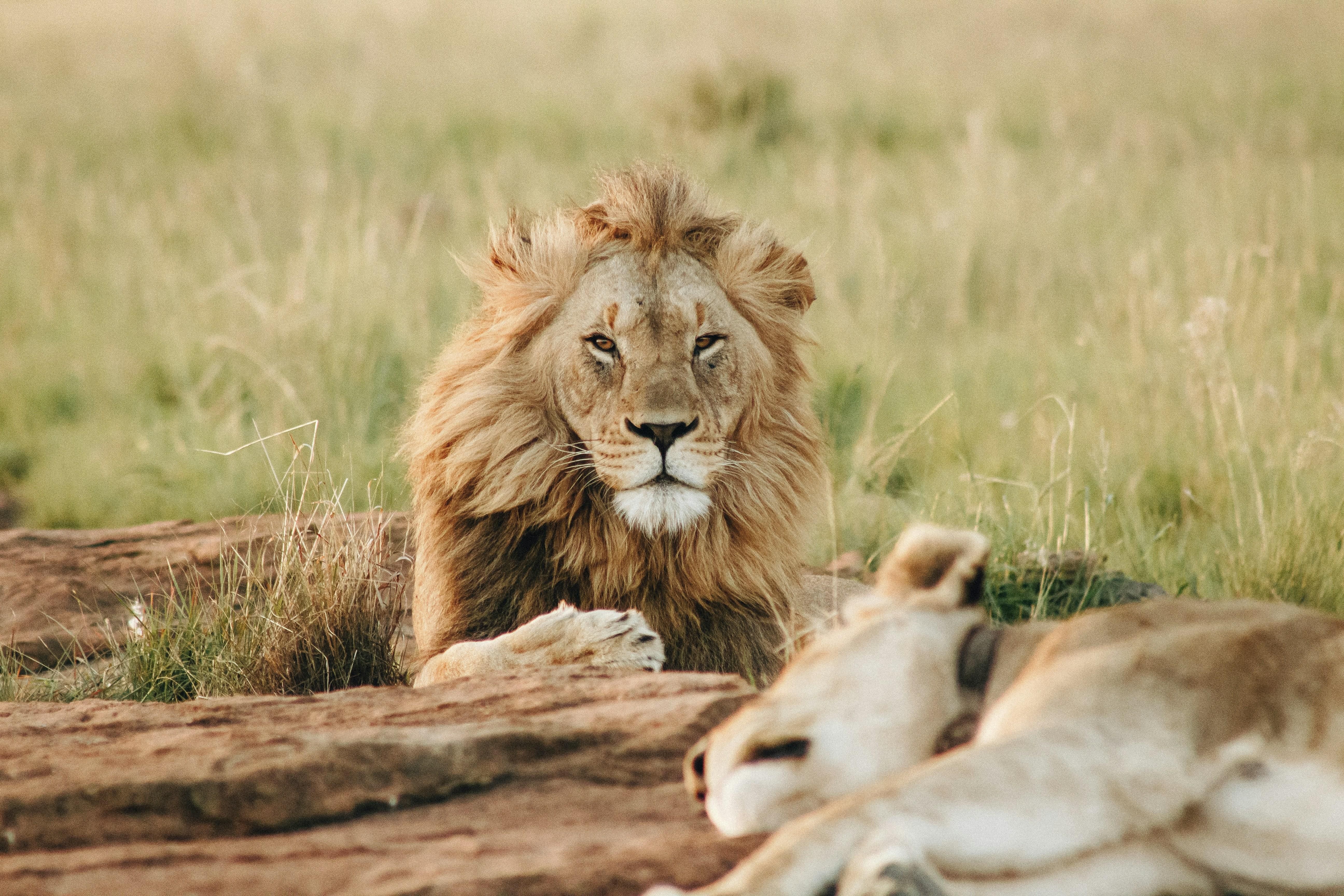 Understanding the impact of Bovine Tuberculosis on lion populations in ...