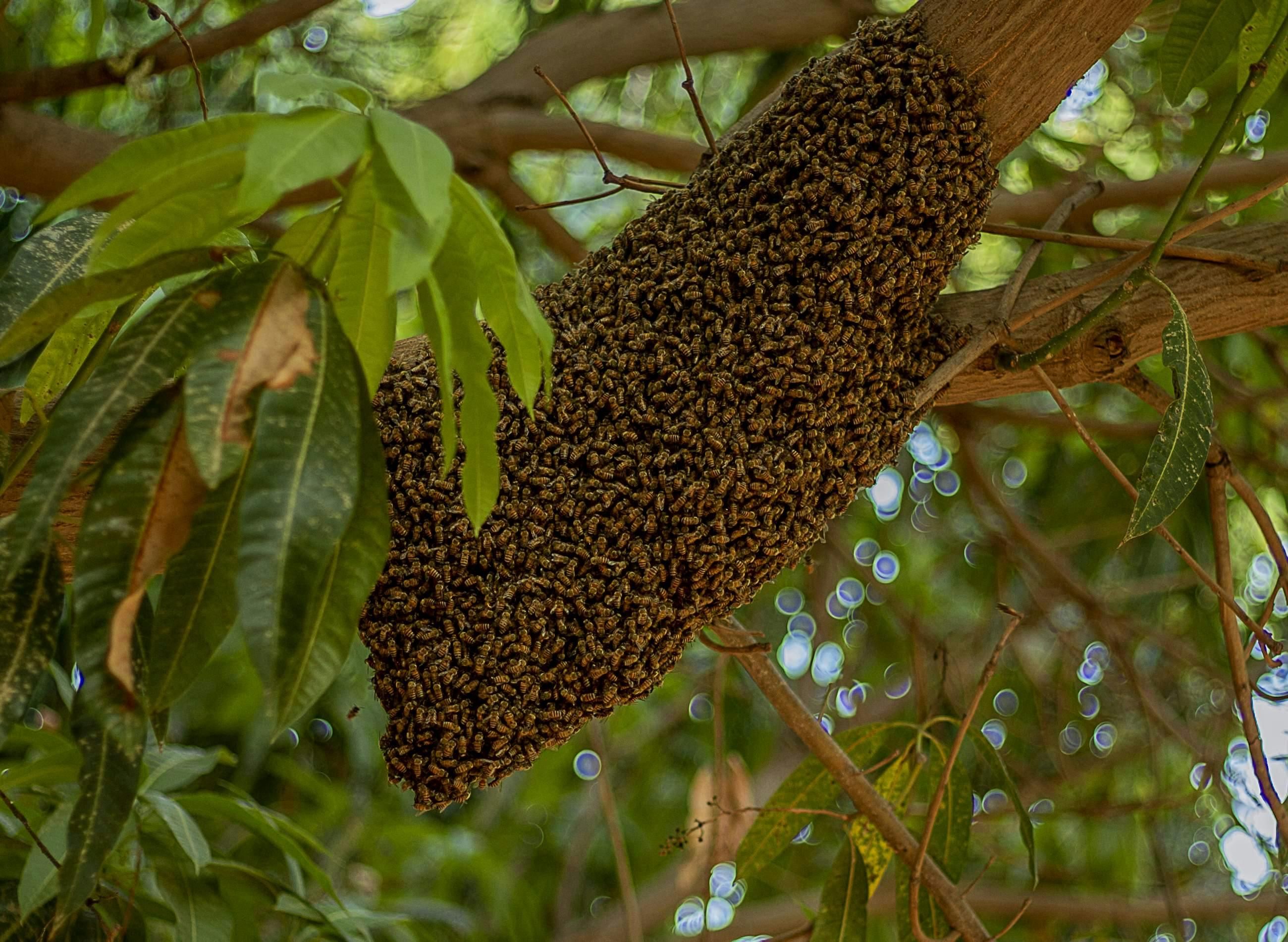 The importance of gentle bee relocation: How to move hives safely