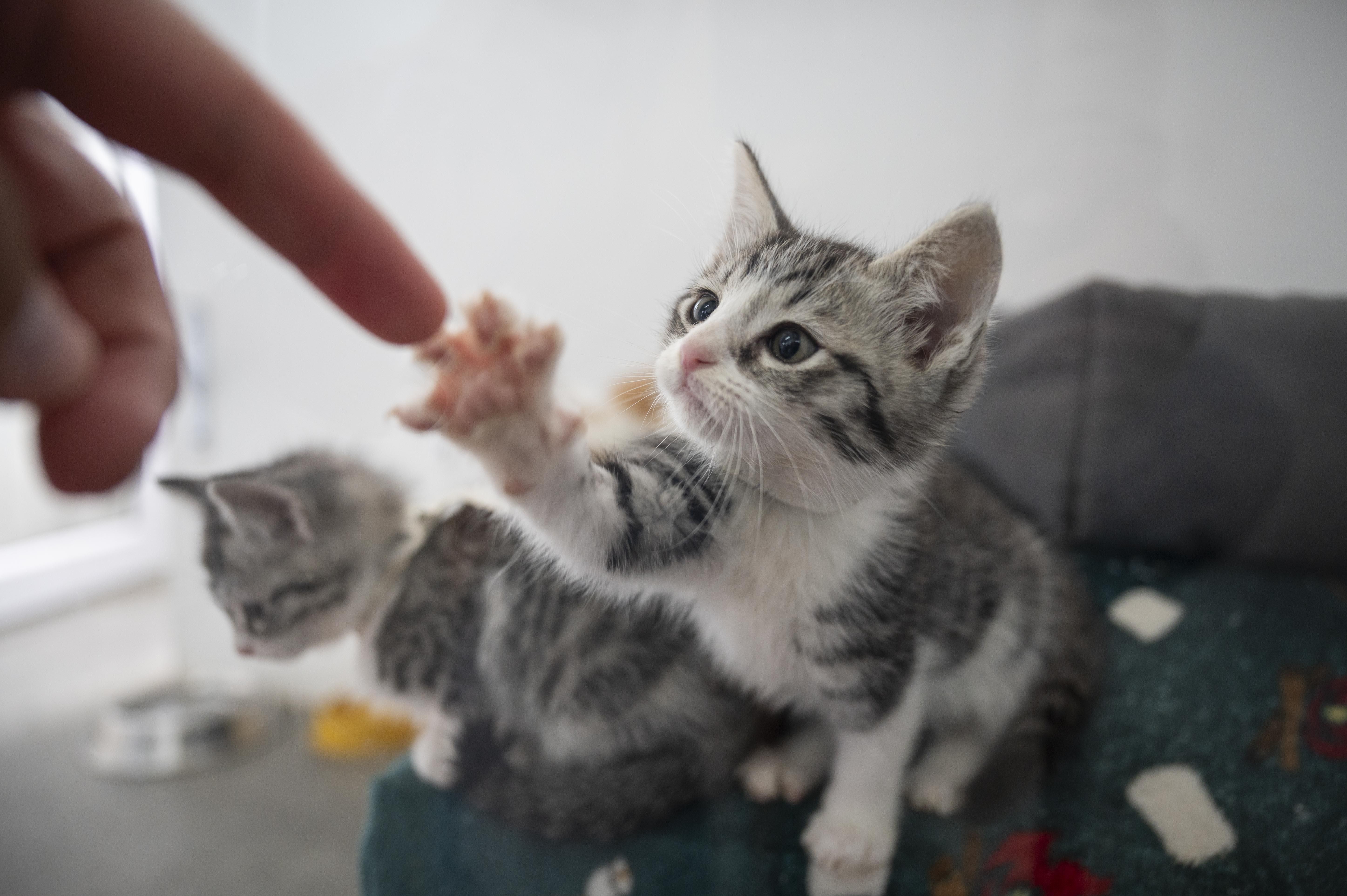 Outrage in Hanover Park after five cats are found beheaded