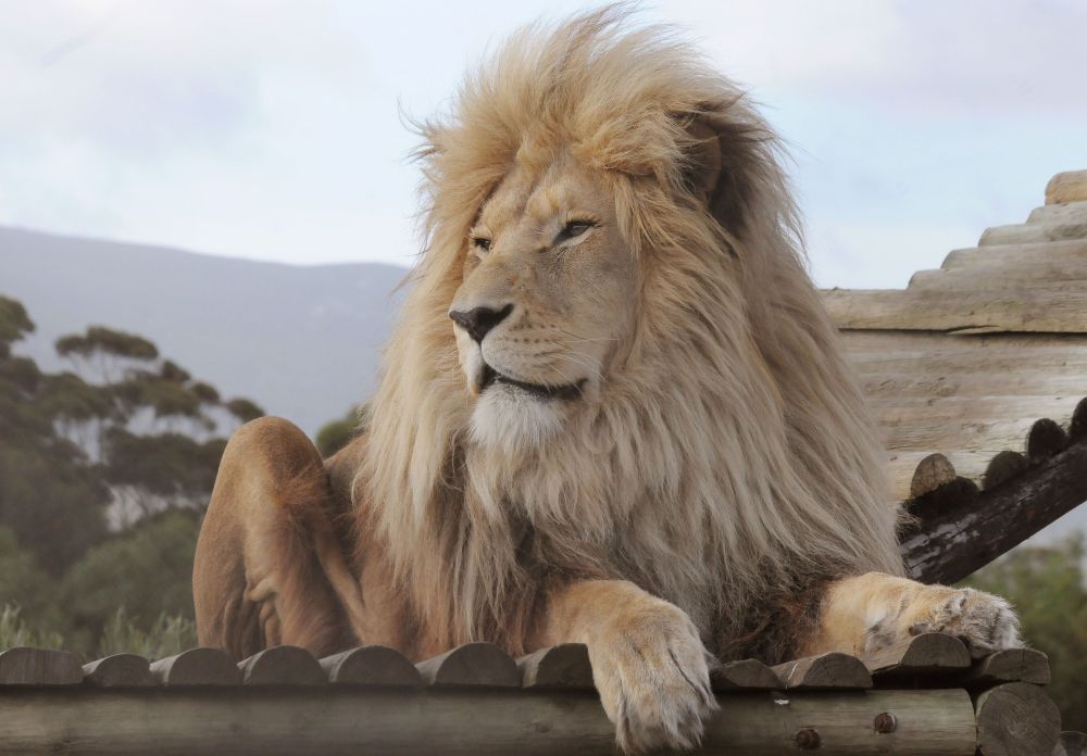 The bald truth: why some lions lose their iconic manes