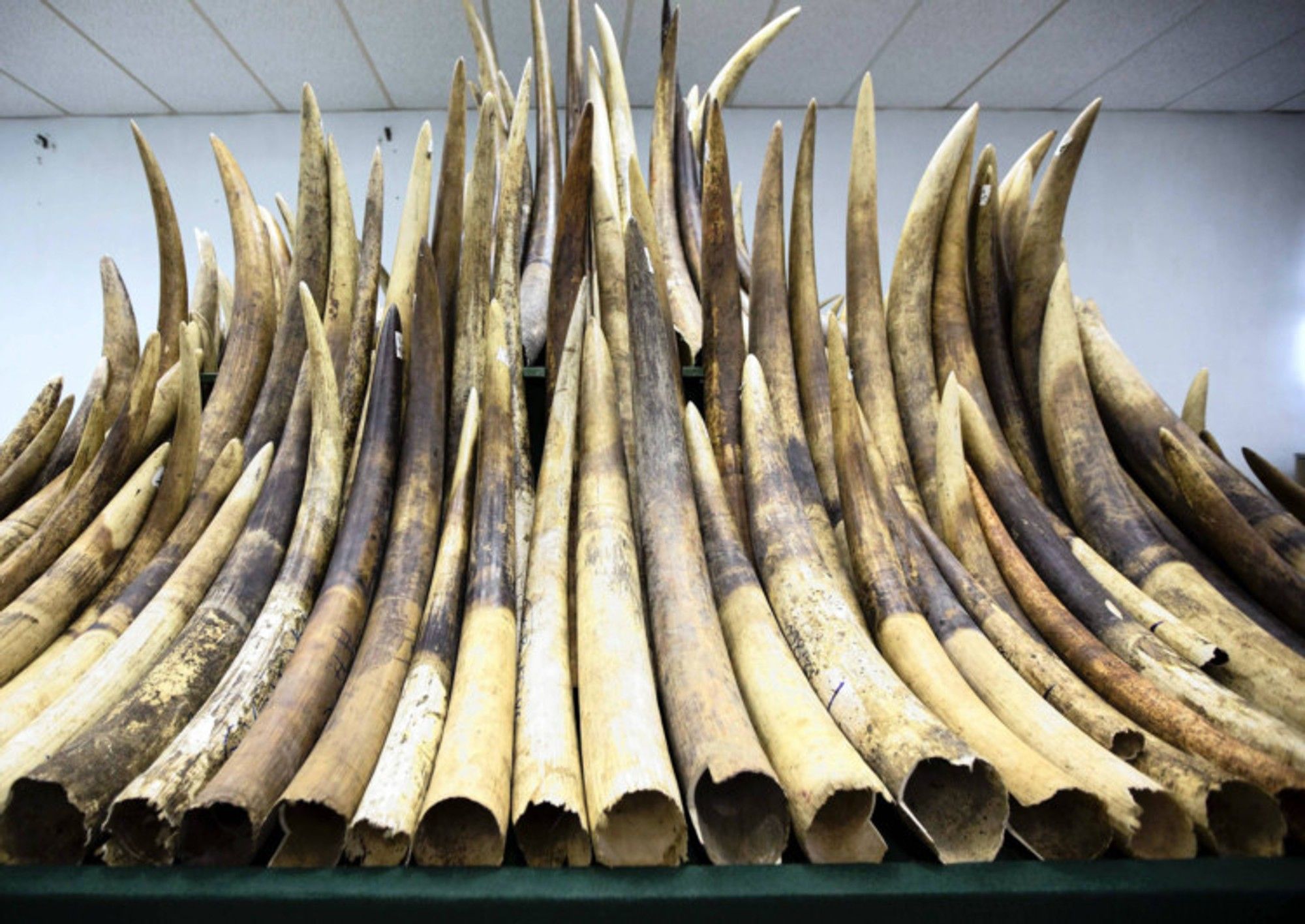 Why legal ivory trade won’t work