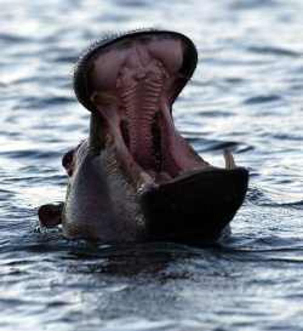 Elusive hippo makes a star turn in Zeekoevlei