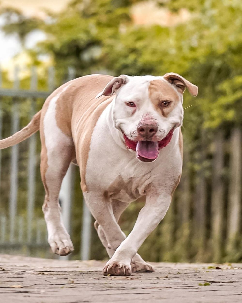 Deadly misunderstood: Activist fights back against pit bull panic in SA
