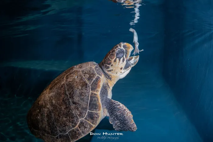 Loggerhead turtle with front flippers bitten by tiger shark nearing ...