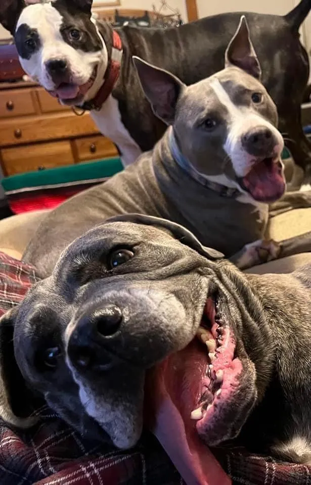 How one man's holiday routine helps Rescue Dogs