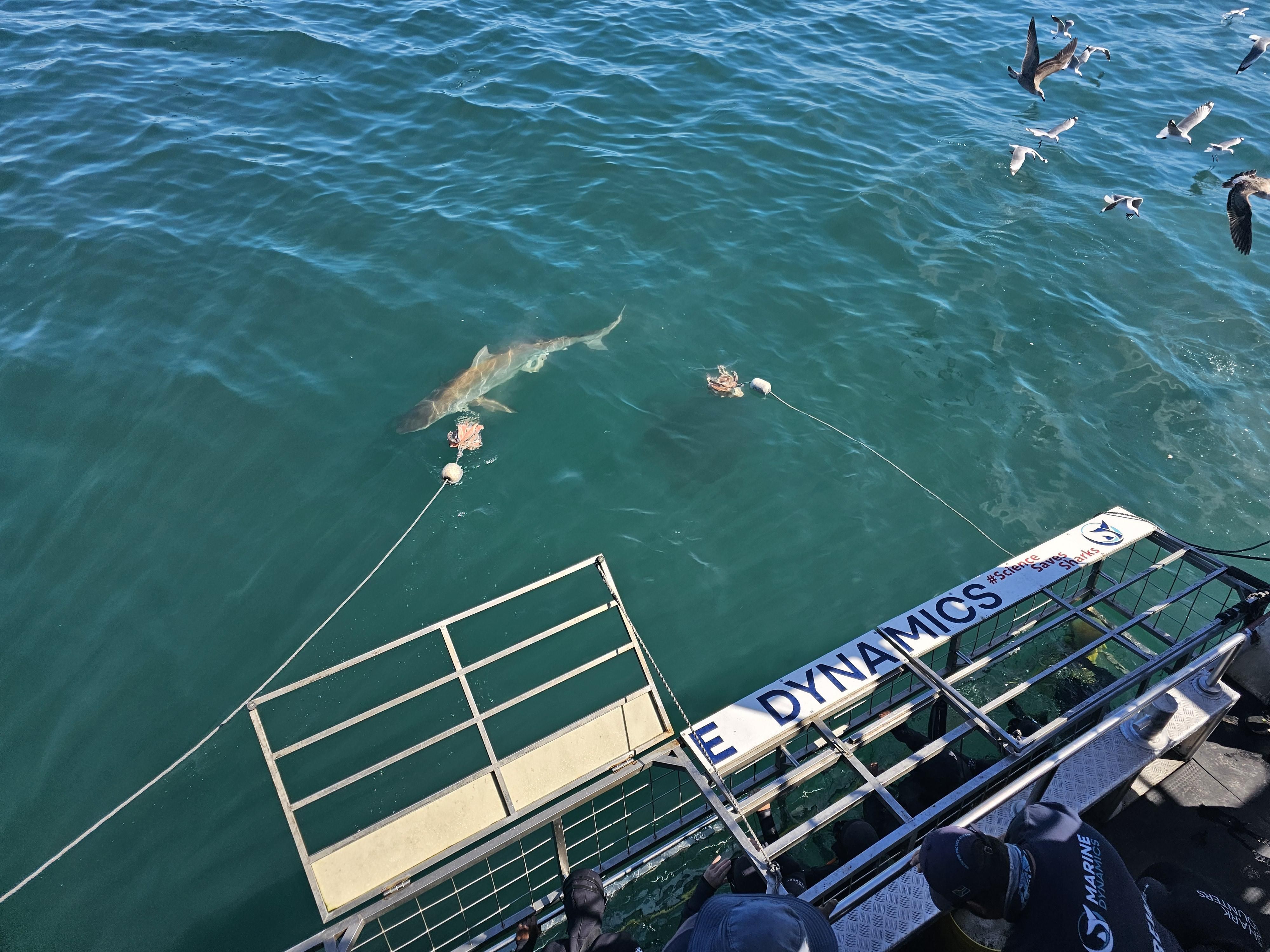 Bravery in the deep: Western Cape social workers dive with sharks for ...