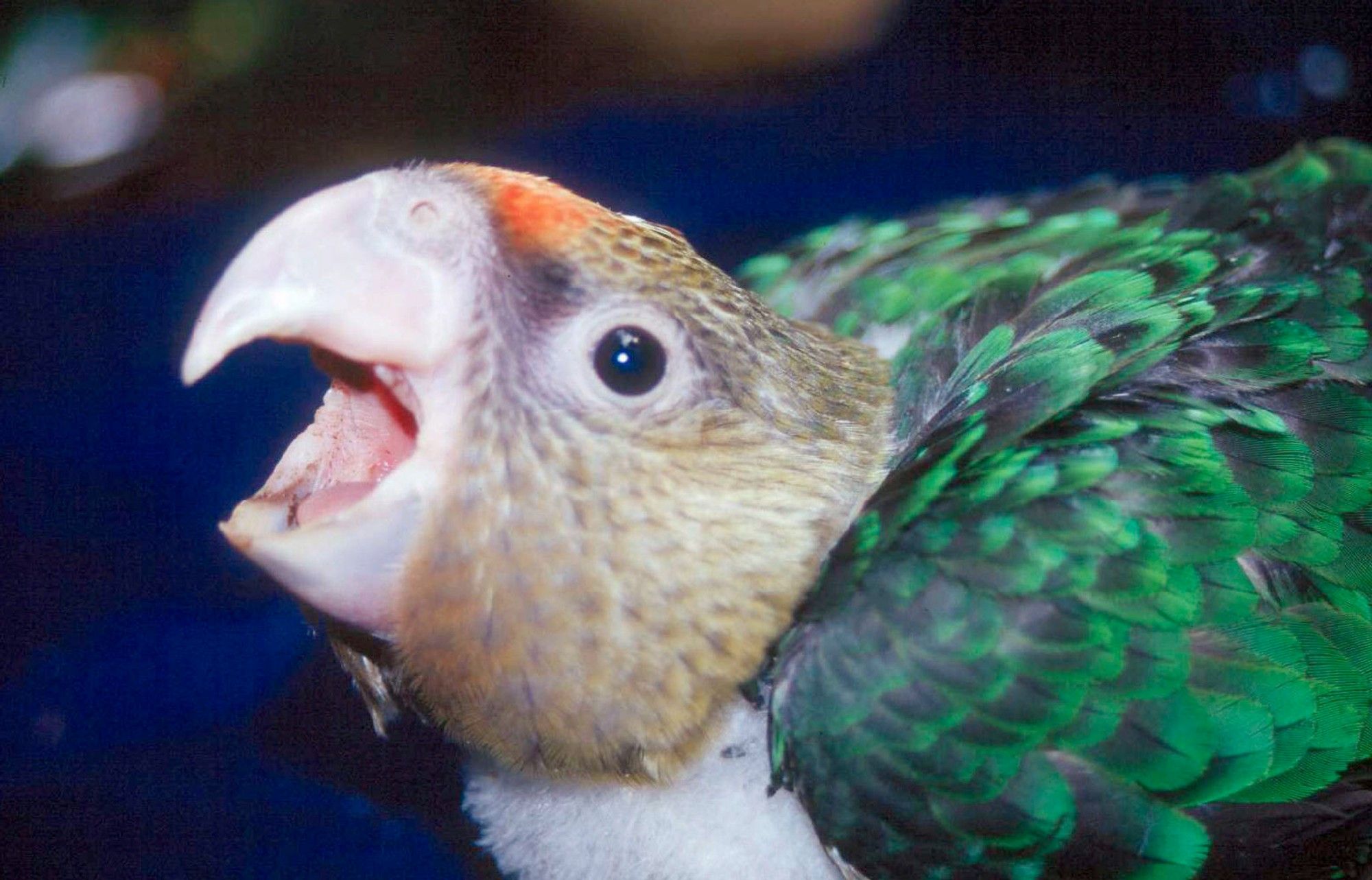 WATCH: Cape parrot announced as BirdLife South Africa’s 2023 Bird of ...