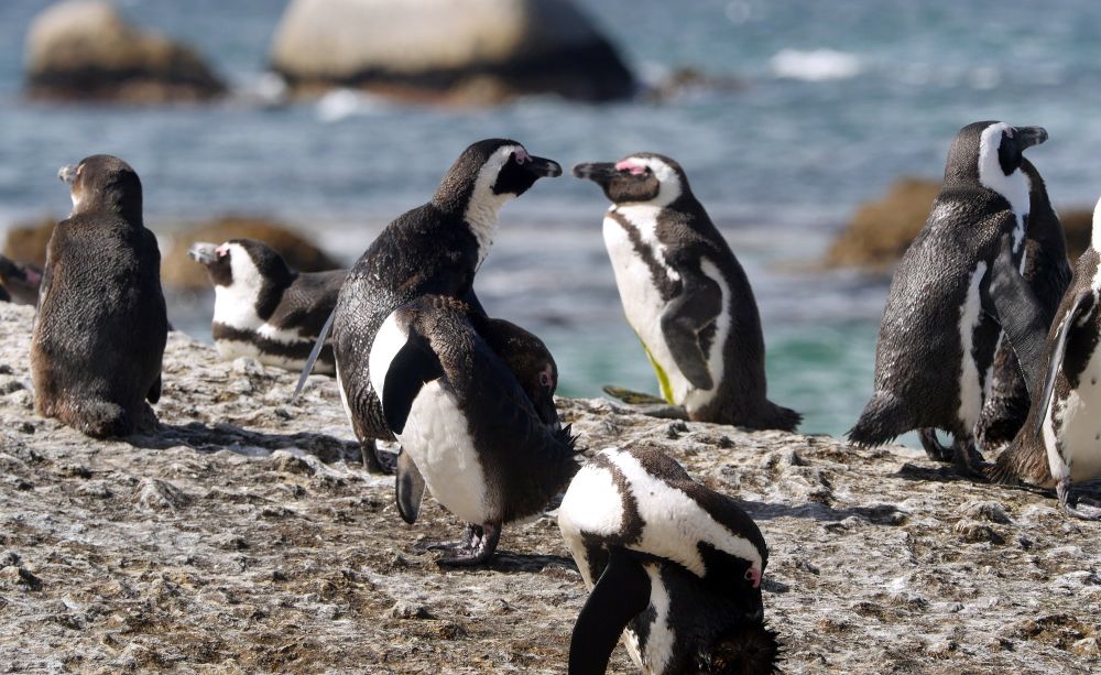 Protest at Boulders puts the spotlight on plight of penguins