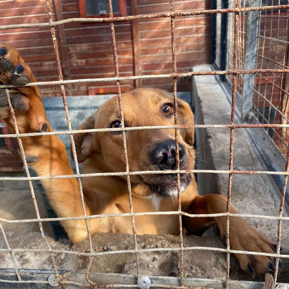 Animal shelter appeals for forever homes amid freezing weather