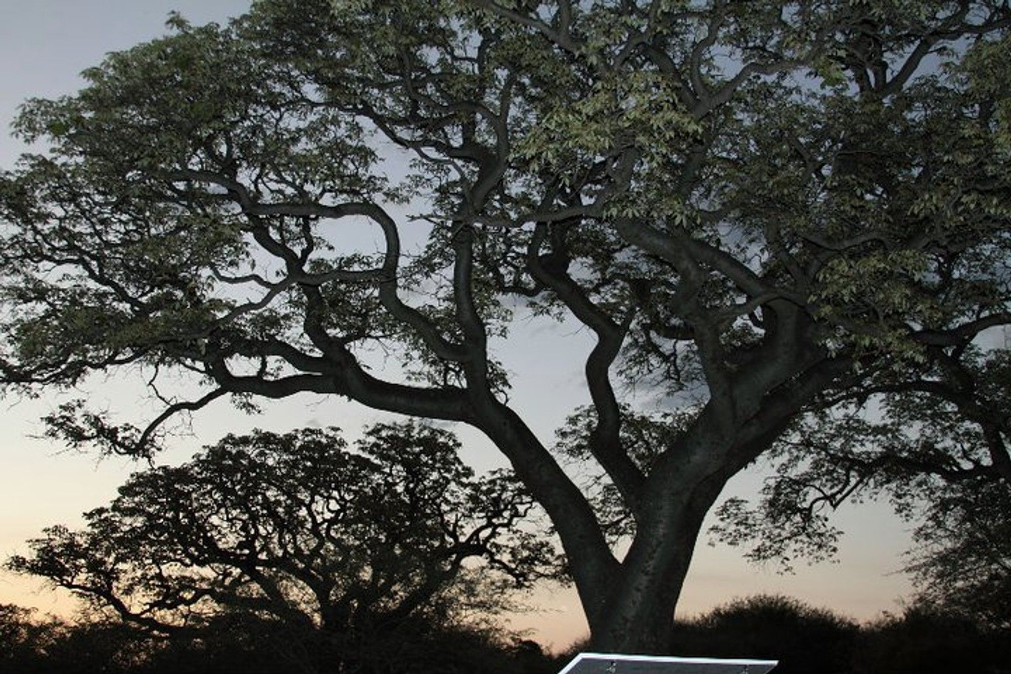 PICS: These are the four other trees that will be added to the list of ...