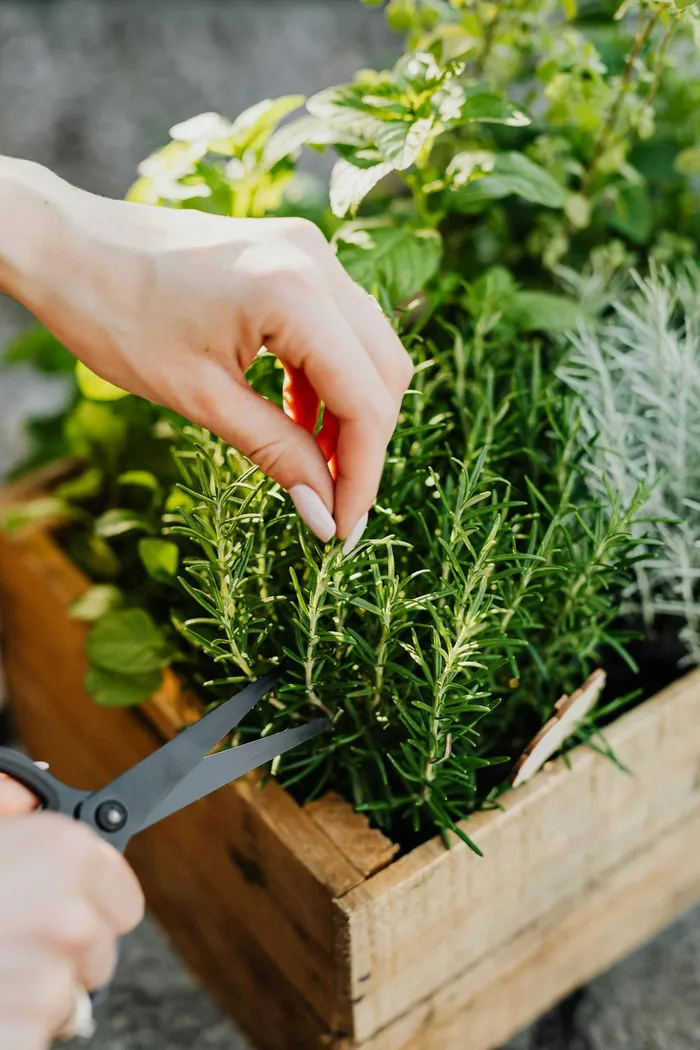 Skip the supermarket packets: These are the easiest herbs to grow at home