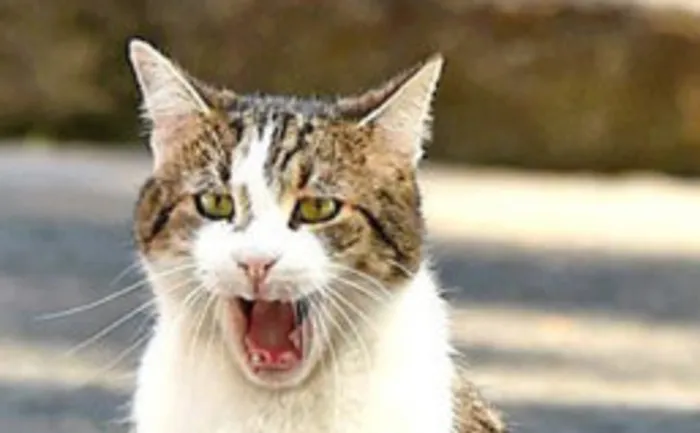 Cat found tied up, doused with gas and placed in trash bag