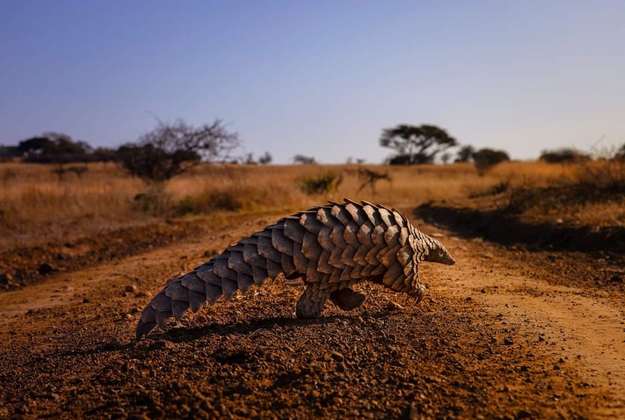 U. S. Fish and Wildlife Service proposes endangered status for seven ...