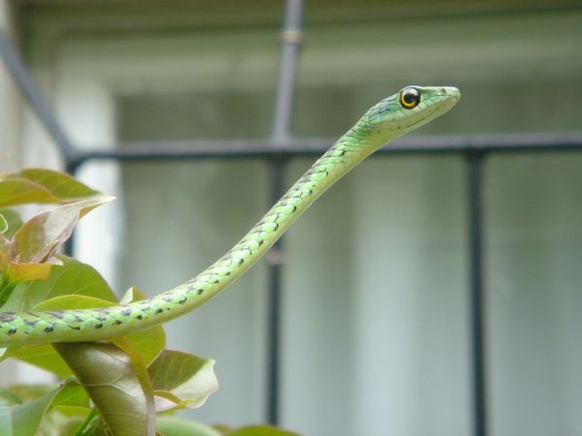 How to identify a bush snake and what to do if you find one in your roof