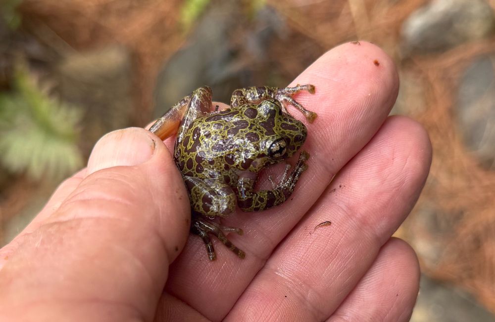 Forestry South Africa champions biodiversity stewardship beyond ...