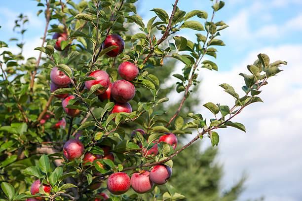 R1 billion lost: Cape Town port delays jeopardise apple and pear exports