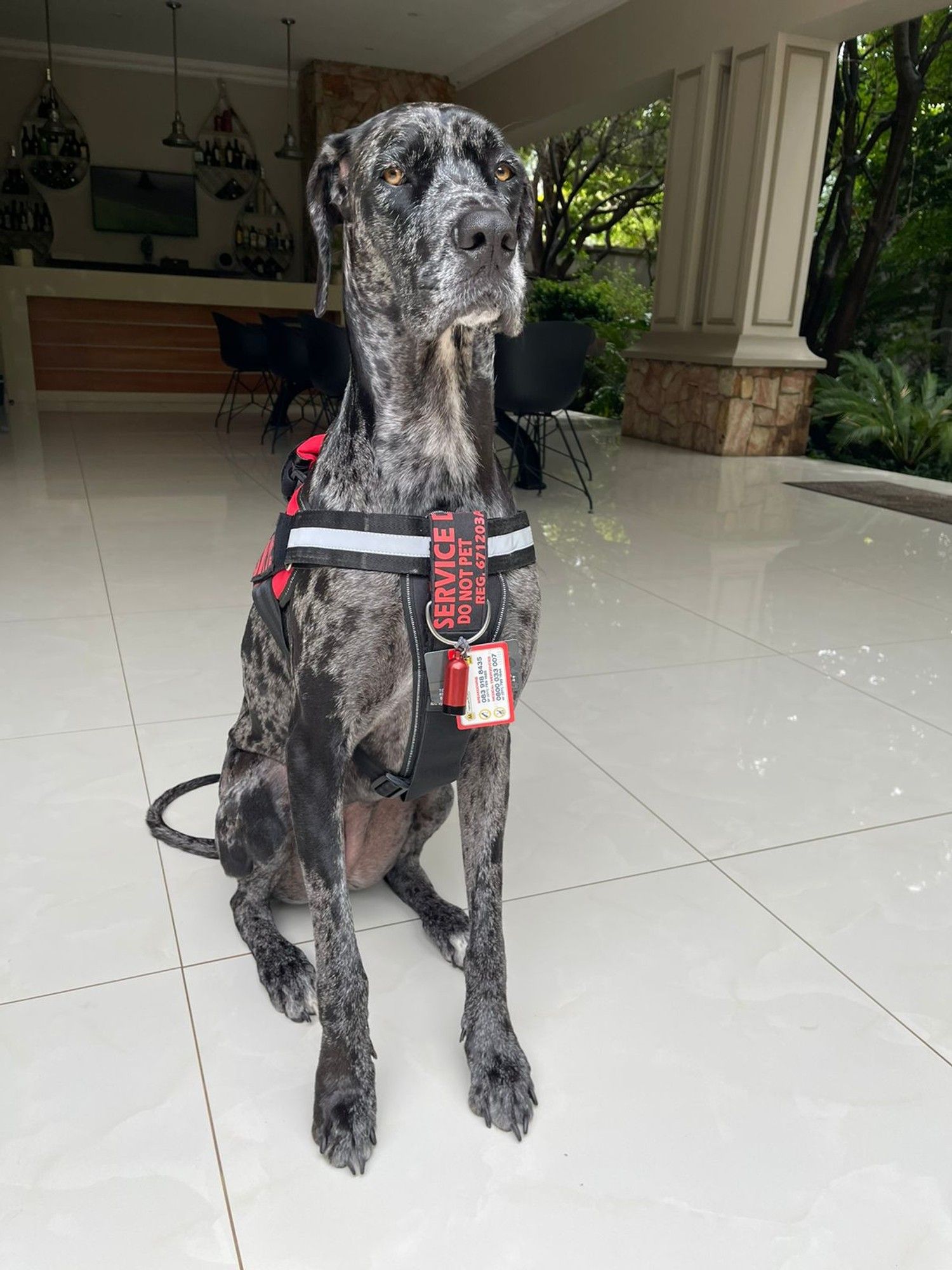 Medical dog Skye keeps ailing Angelo Agrizzi in check