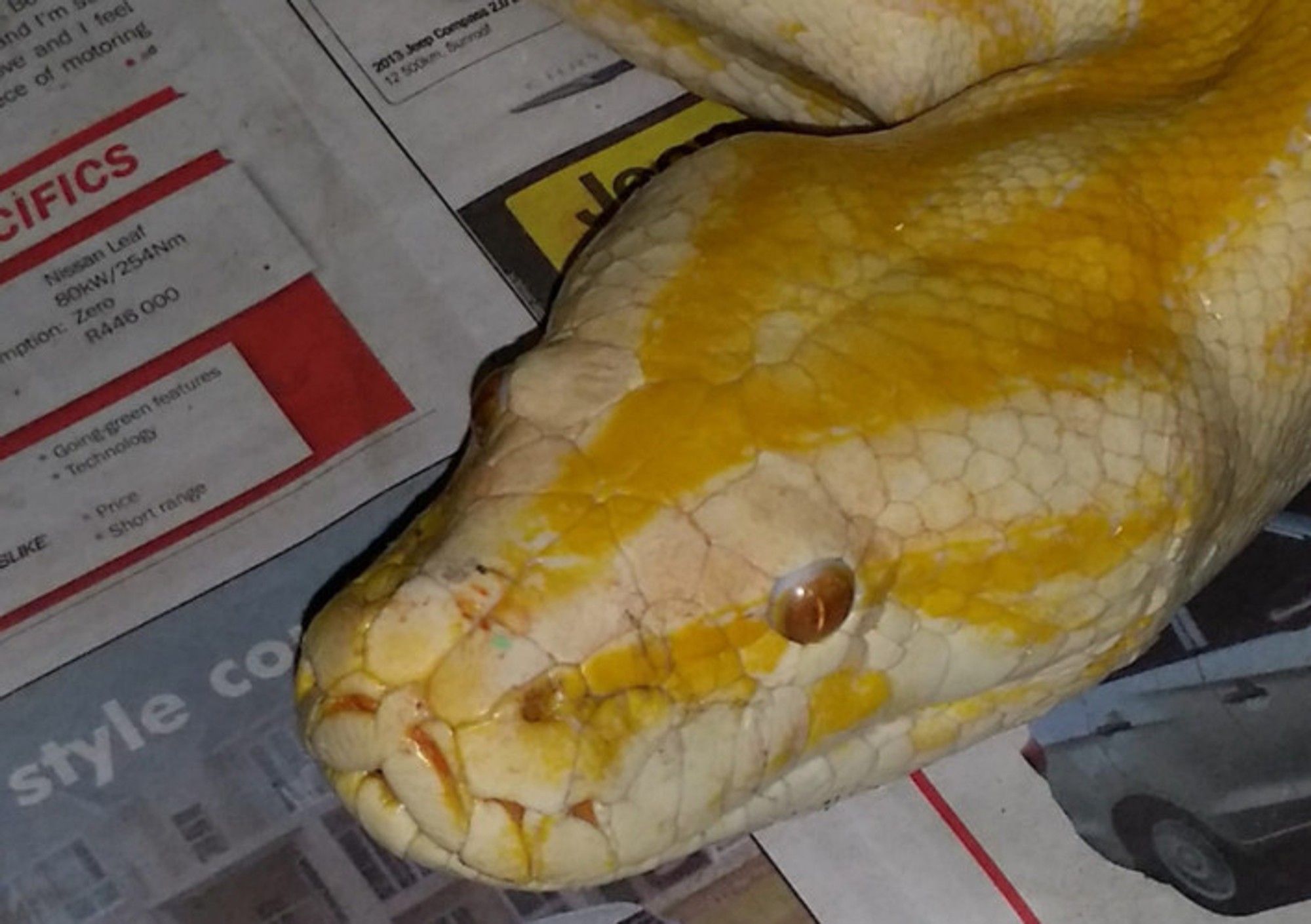 Arrgg. . . there’s a snake in my package!