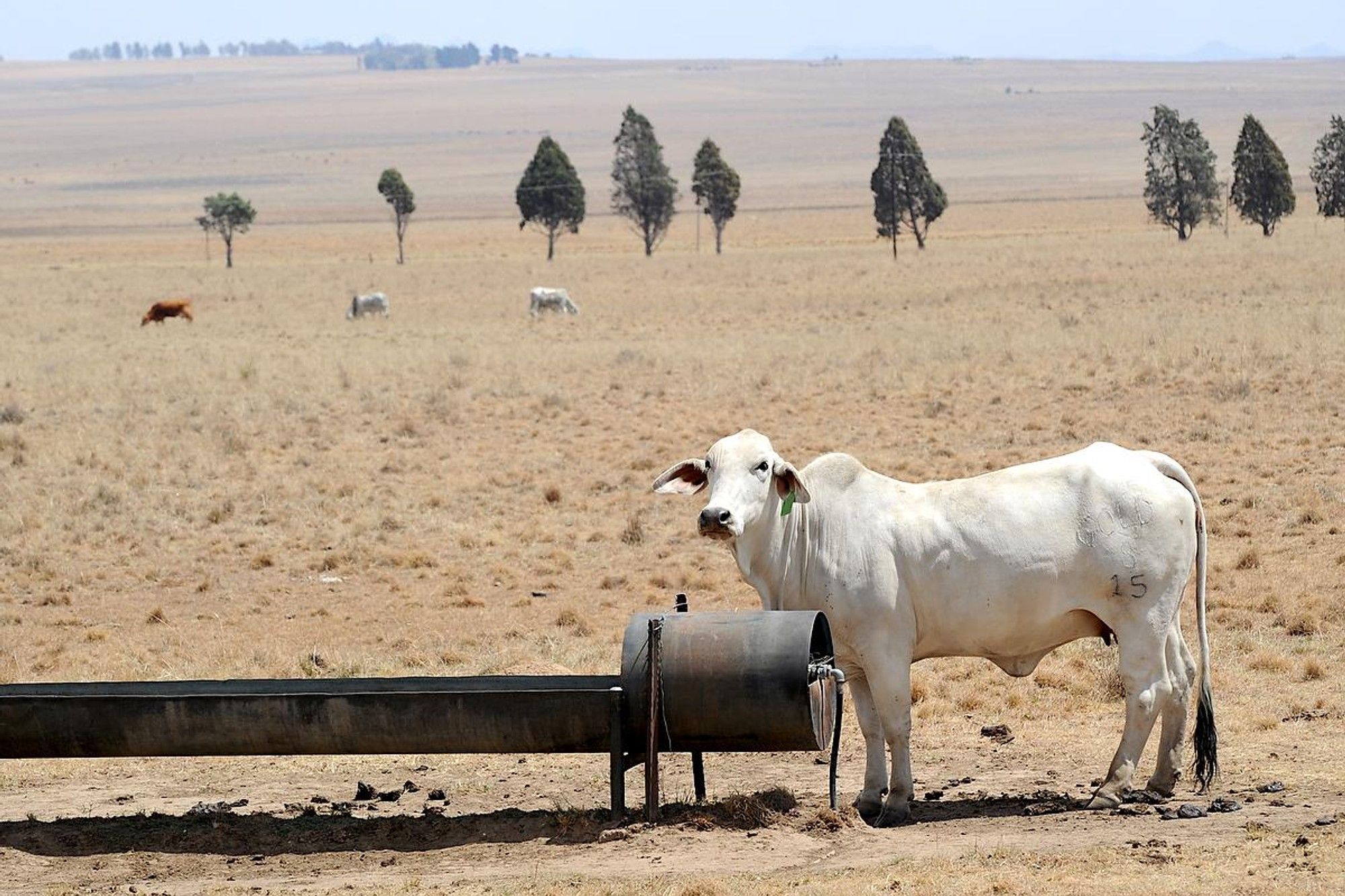 Red meat producers face economic challenges amid drought and rising costs