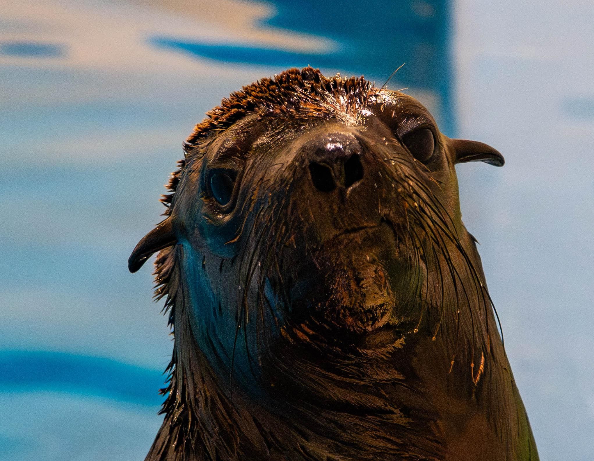 Captain Hook: The Cape fur seal's inspiring rescue from fish hooks
