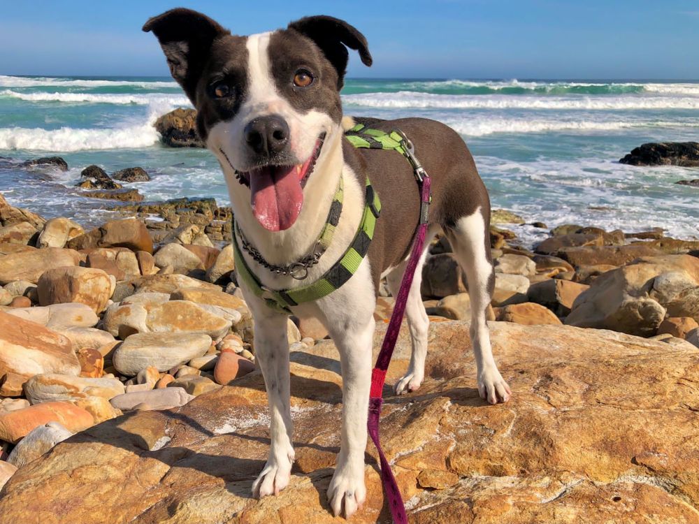 Animal welfare organisations share some tips for pet owners ahead of ...