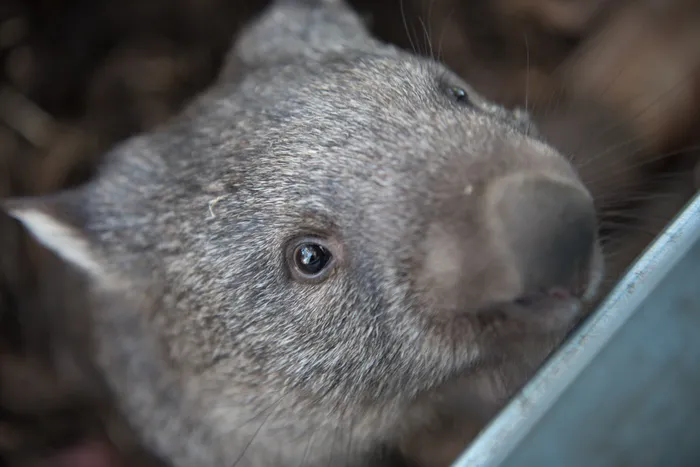Video of Australian policeman killing wombat sparks culture debate