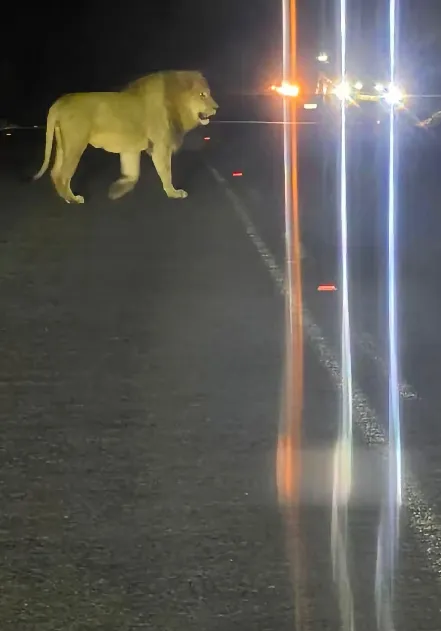 Escaped lion shot dead after darting efforts fail in Northern KwaZulu-Natal