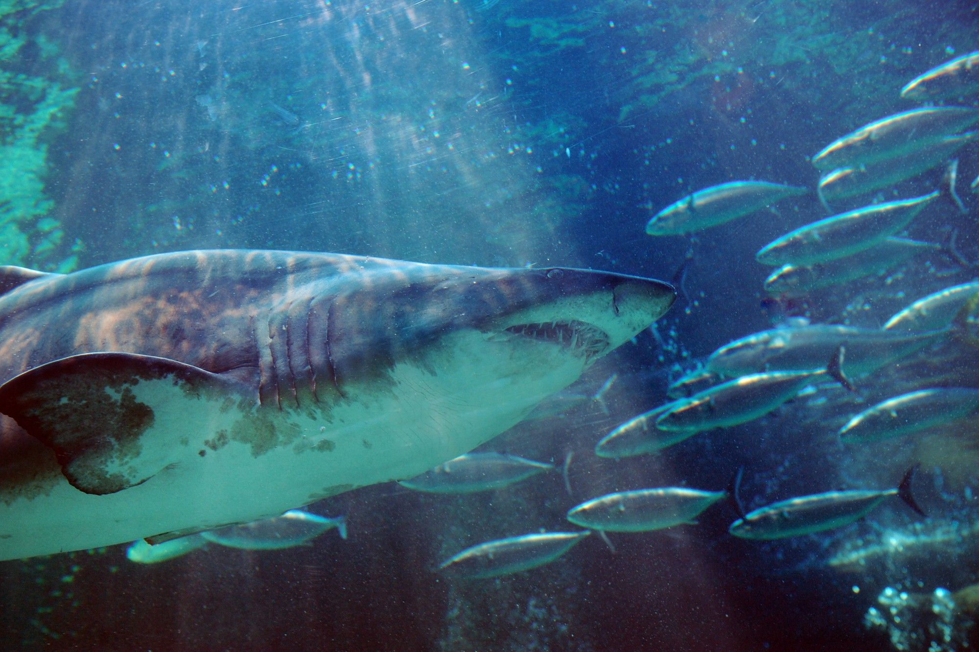 The Last Shark documentary aims to change human perception of sharks