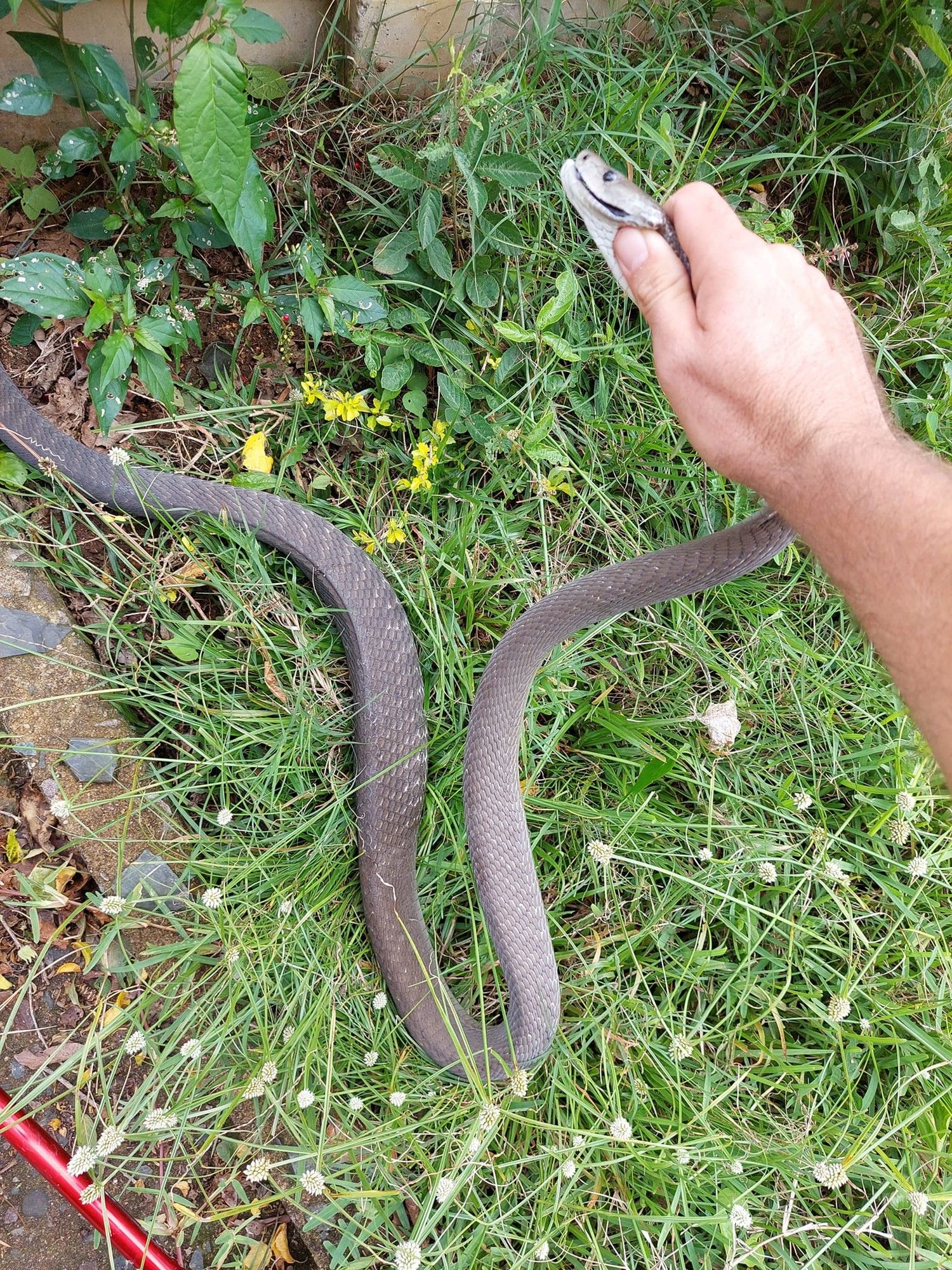 Durban snake catcher left shaken by resident black mamba that had a ...