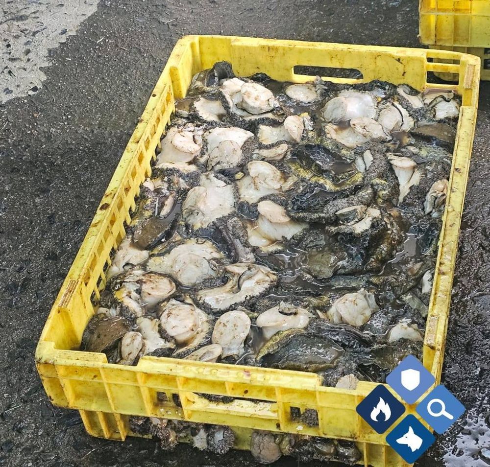 Drone technology leads to major abalone bust in Hout Bay