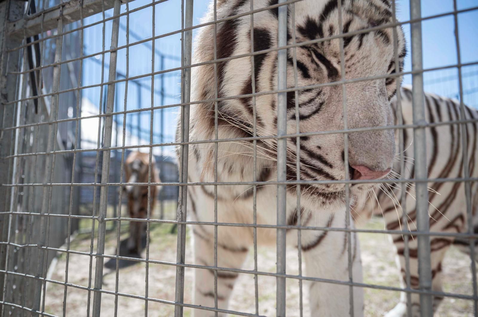 McLaren defends circus practices amid animal rights protests