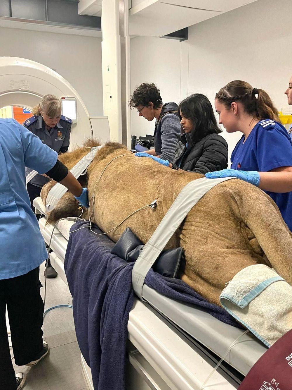 VIDEO | King of the Jungle goes for a CT scan