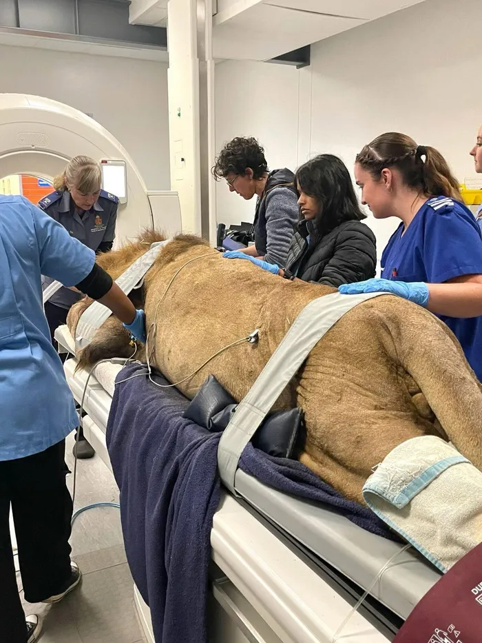 VIDEO | King of the Jungle goes for a CT scan