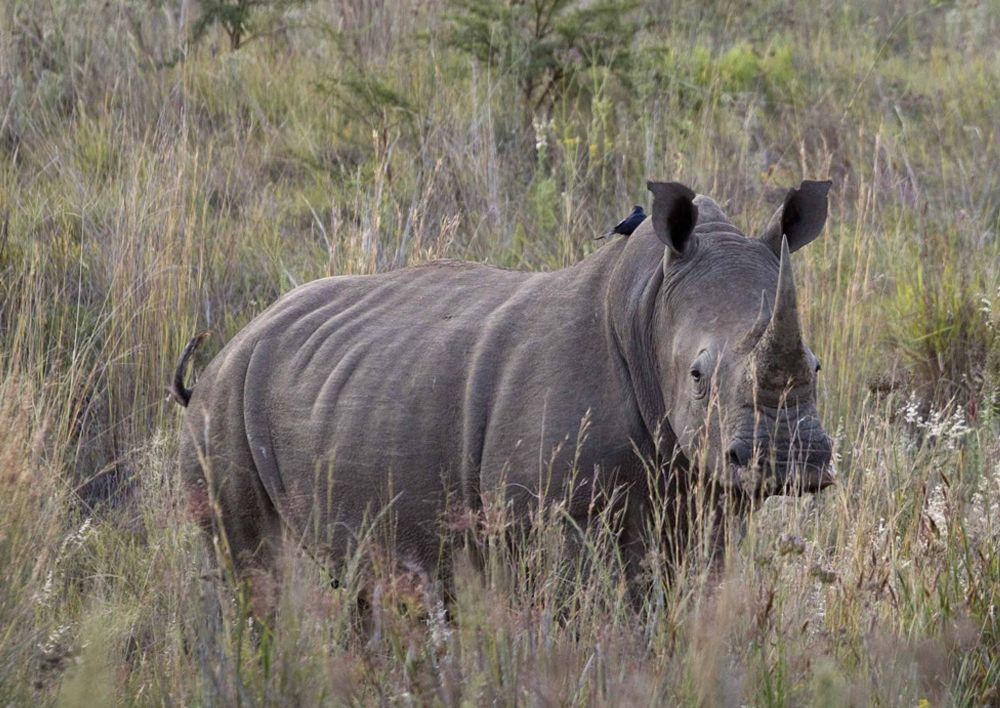 Rhino poacher lured into trap